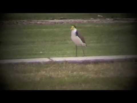 ATTACK OF THE PLOVERS - YouTube