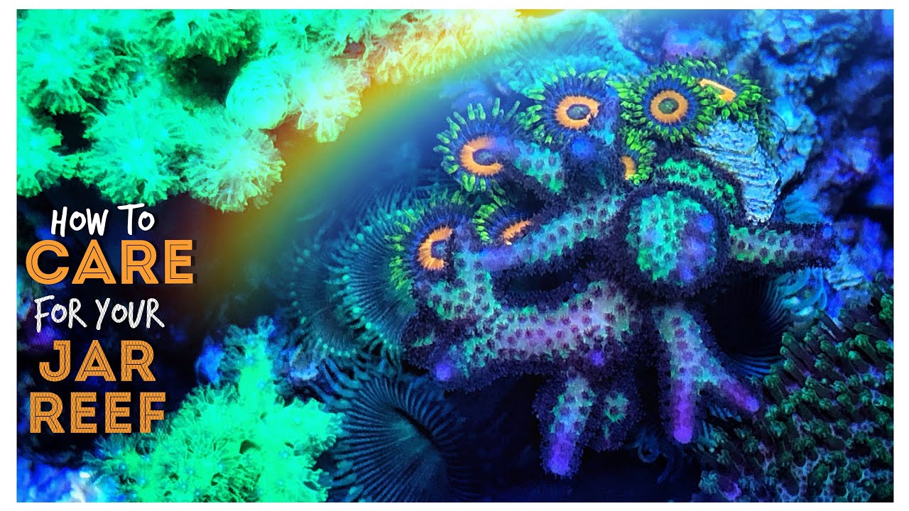 How to Care for Your Jar Reef - The Ultimate Simple Jar Reef Update ...