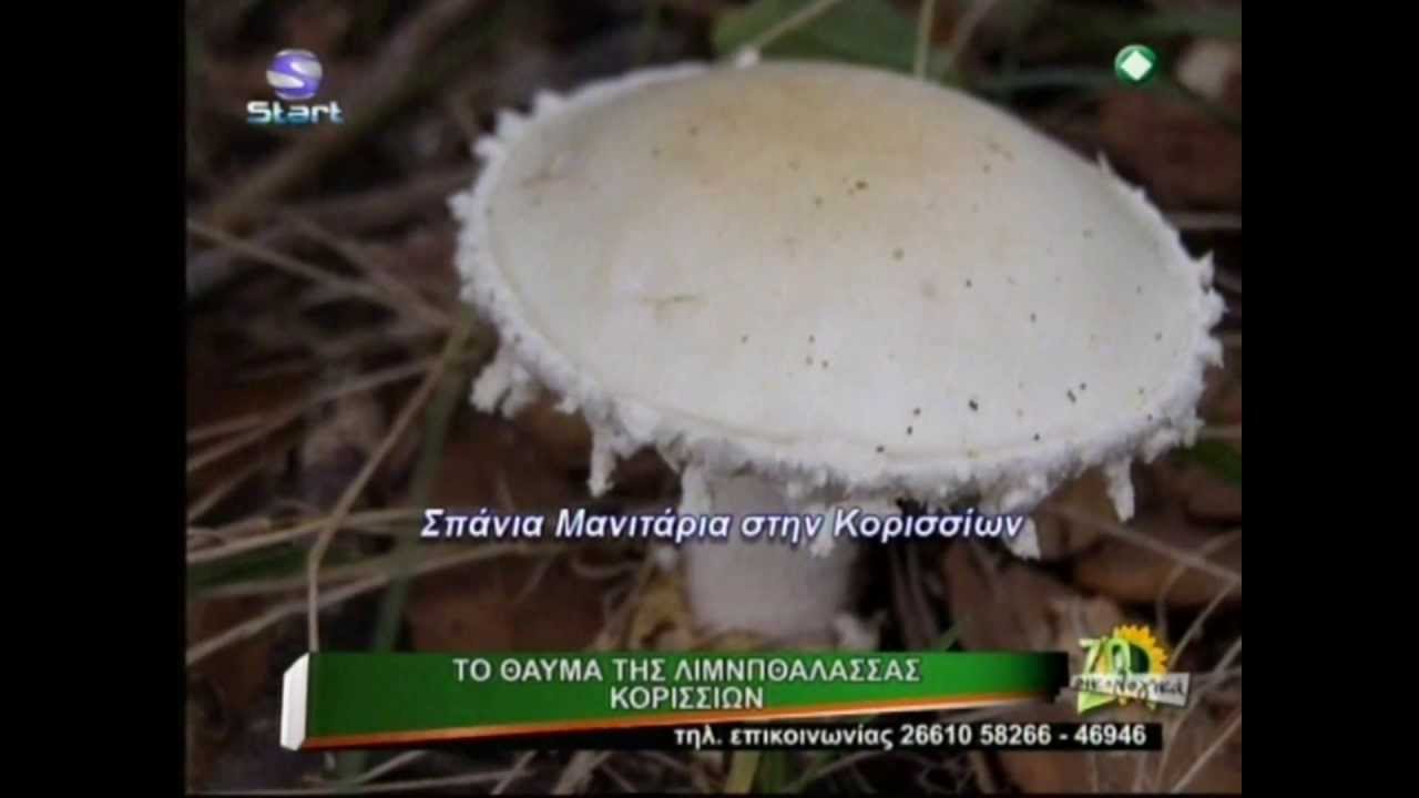ΙΣΣΟΣ - ΚΟΡΙΣΣΙΩΝ. ΑΠΟ: ΠΡΟΪΣΤΟΡΙΑ ΜΕΧΡΙ: "ΝΑΤΟΥΡΑ 2000" - YouTube