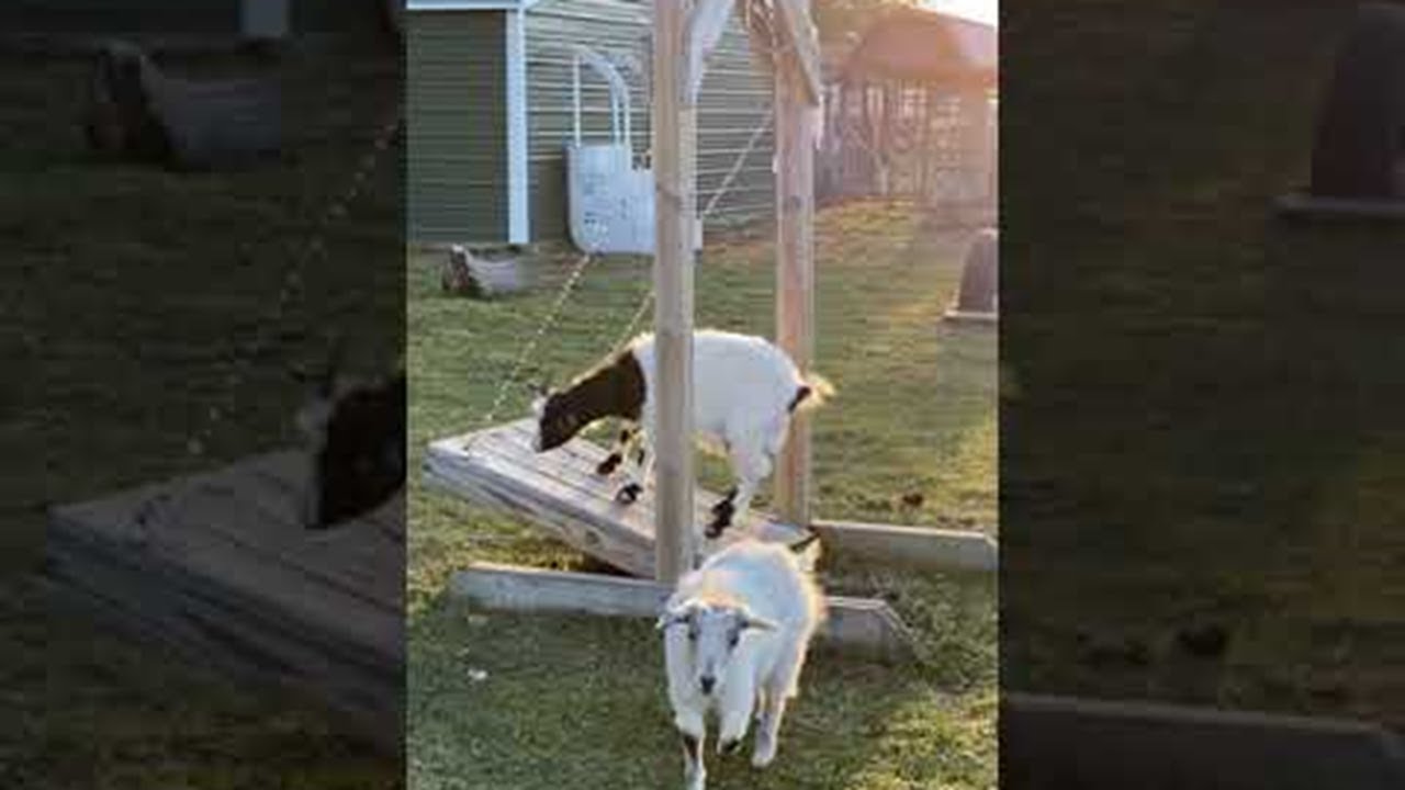Goat Enjoying Some Time on Special Swing || ViralHog - YouTube