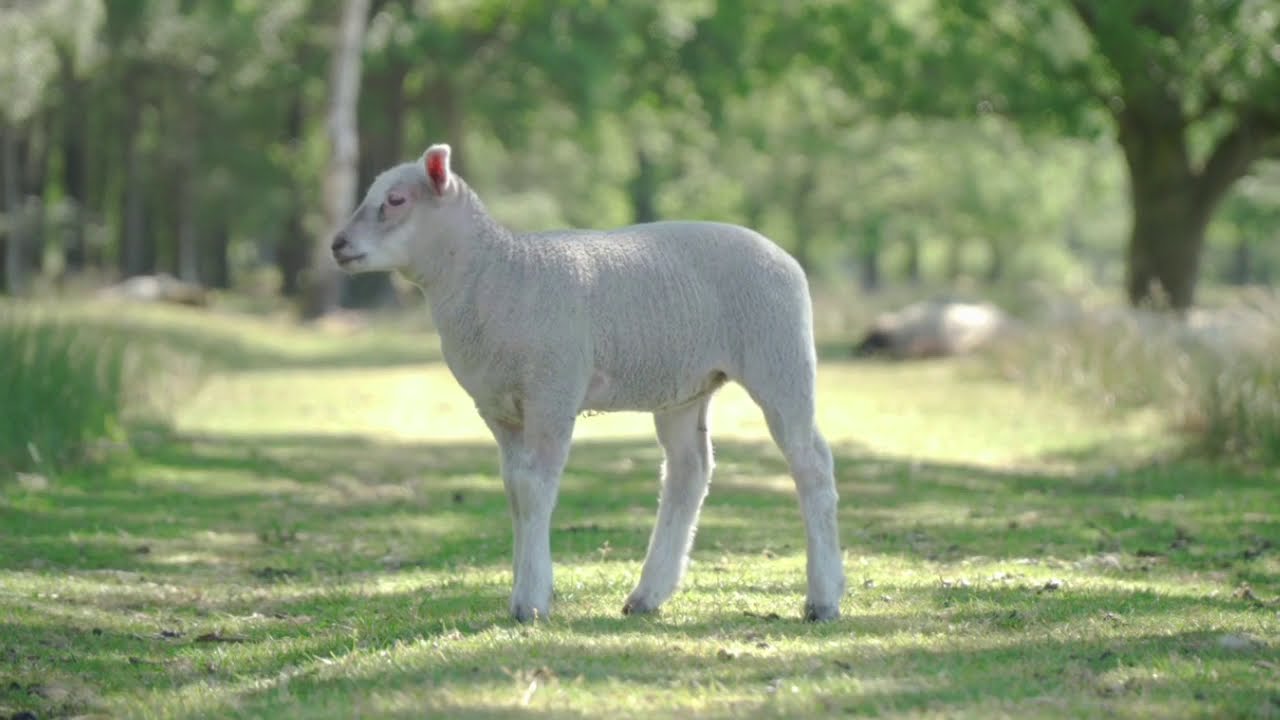 wanted and sheep - YouTube