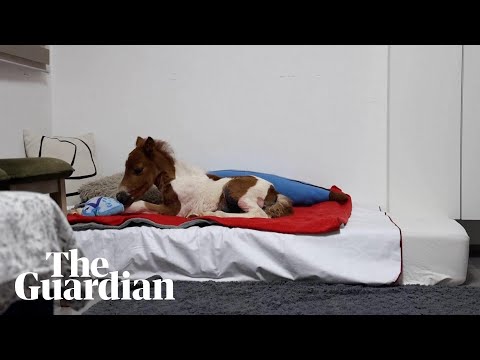 Abandoned pony grows his strength in fourth floor flat