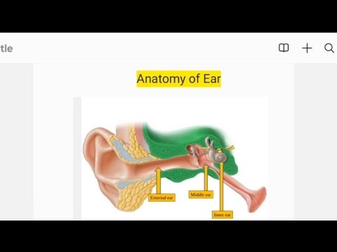 ENT : Ear intro ( Anatomy and physiology ) - YouTube