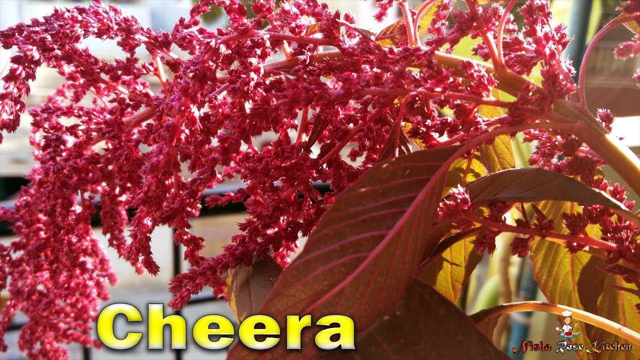 Cheera | Red Spinach | How to grow Cheera at home - Nisha Rose Kitchen ...