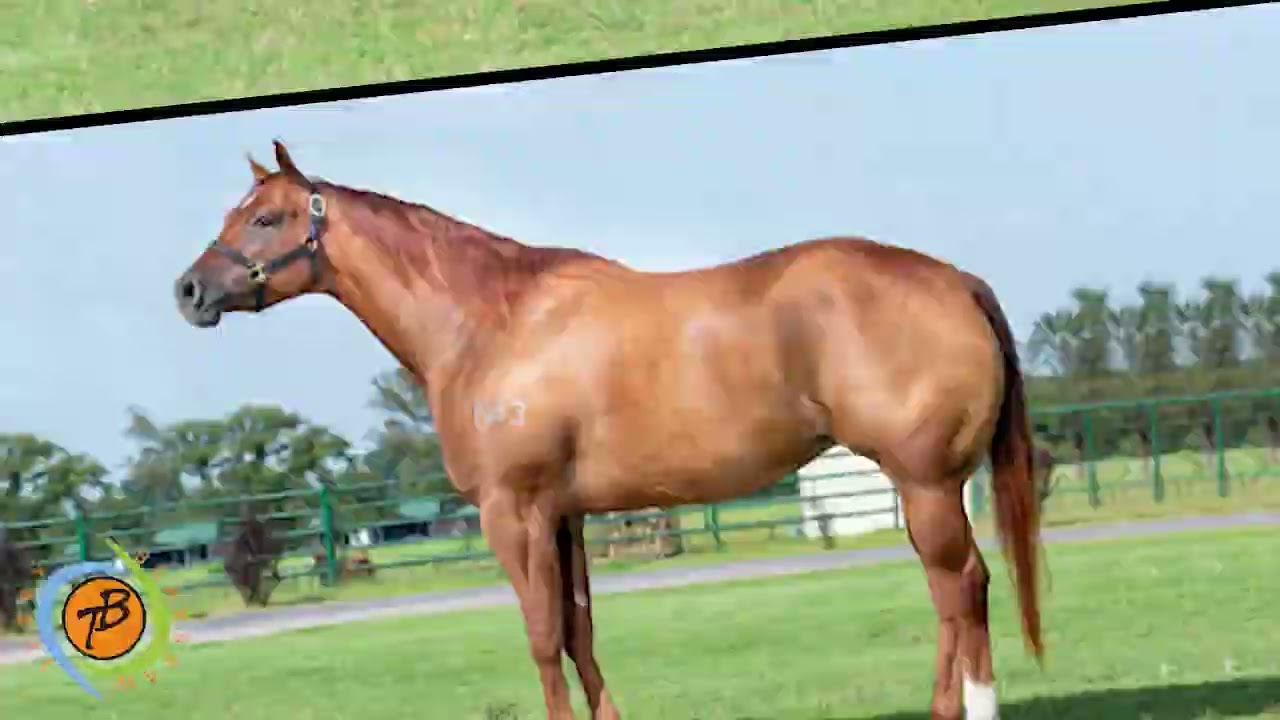2022 Terry Bradshaw Quarter Horses Broodmare & Production Sale - YouTube
