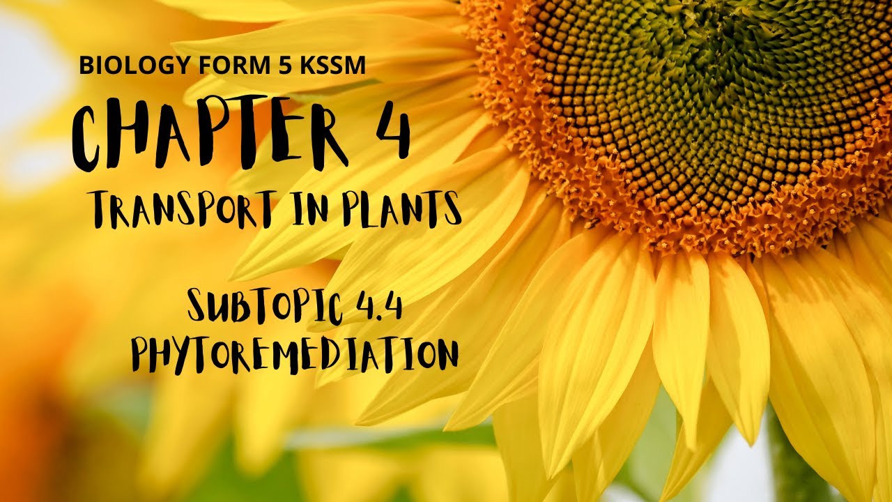 BIOLOGY FORM 5 : CHAPTER 4 (SUBTOPIC 4.4 PHYTOREMEDIATION) - YouTube