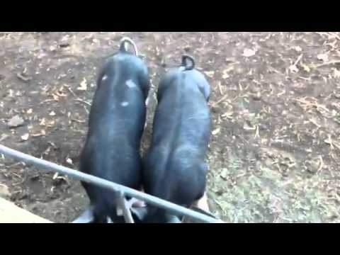 Berkshire pigs - 8 weeks old - YouTube