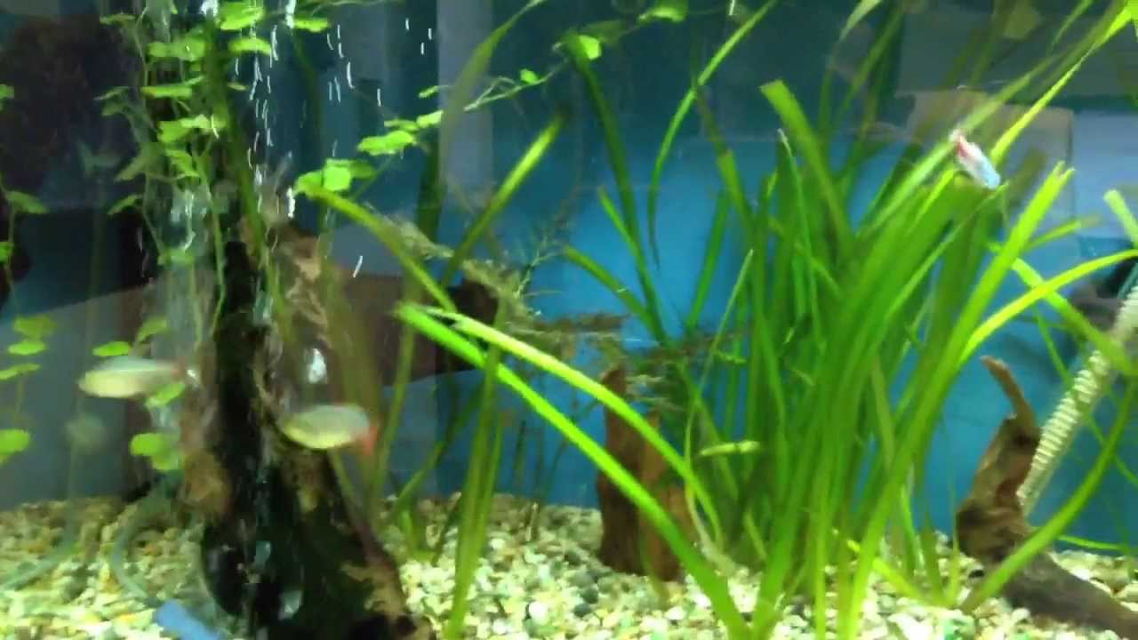 Jewel tropical fish tank setup with live plants and bogwood - YouTube