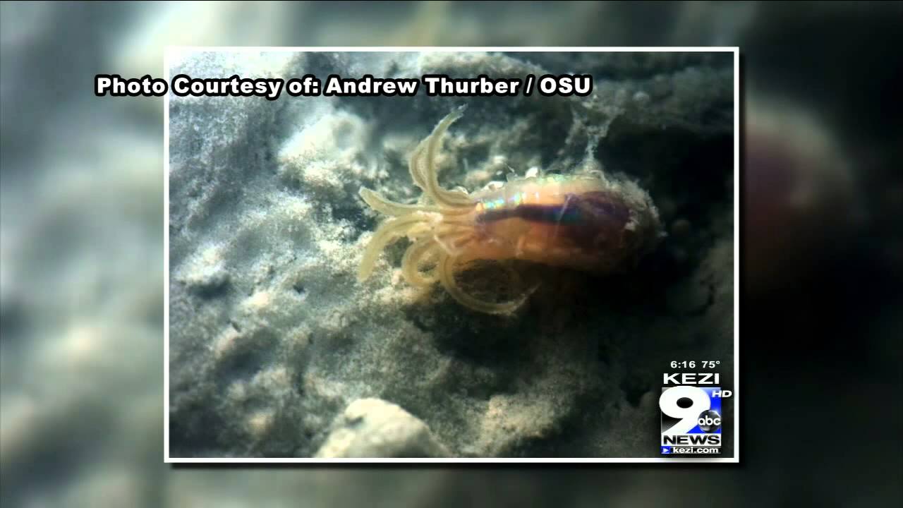 Worms Create Methane Release in Oceans - YouTube