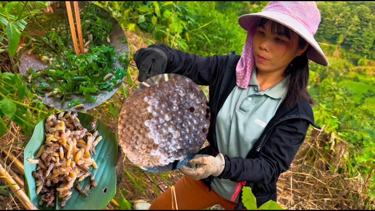 Catching and stir-frying wild bee pupae - Pham Thi Sang - YouTube