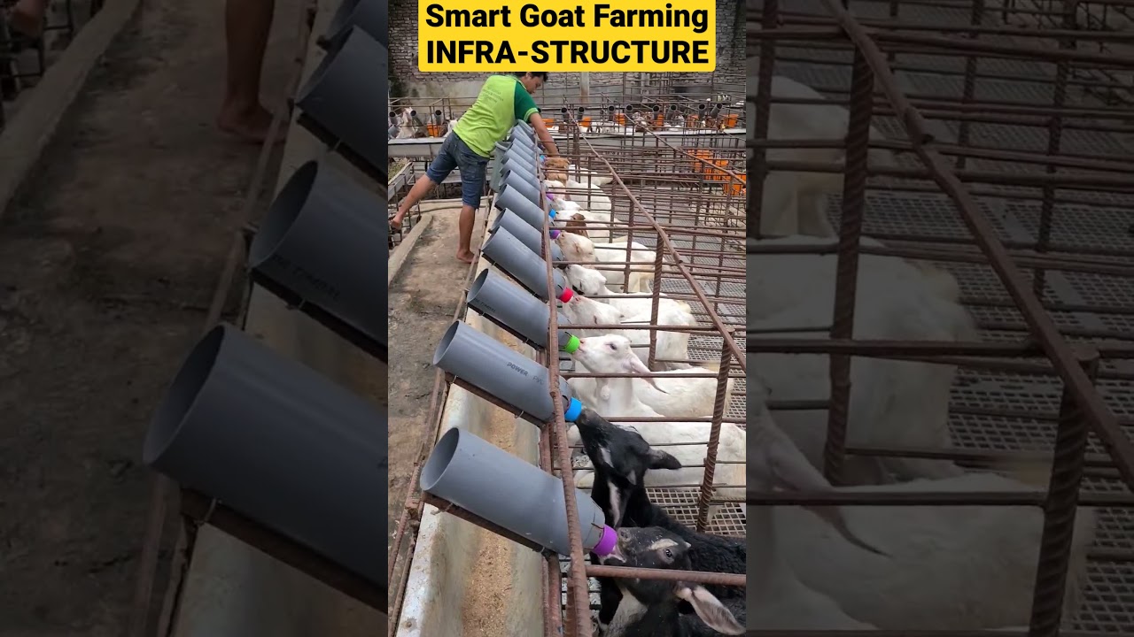 Easy & Reliable Smart Goat Farming Infrastructure - YouTube