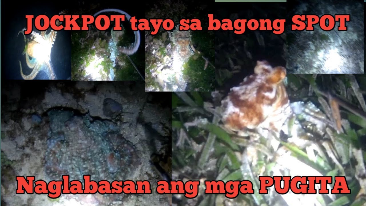 NIGHT SPEARFISHING / Malalaking Pugita/Octopus Nagpakita - YouTube