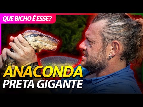 UMA SUCURI PRETA GIGANTE! | RICHARD RASMUSSEN