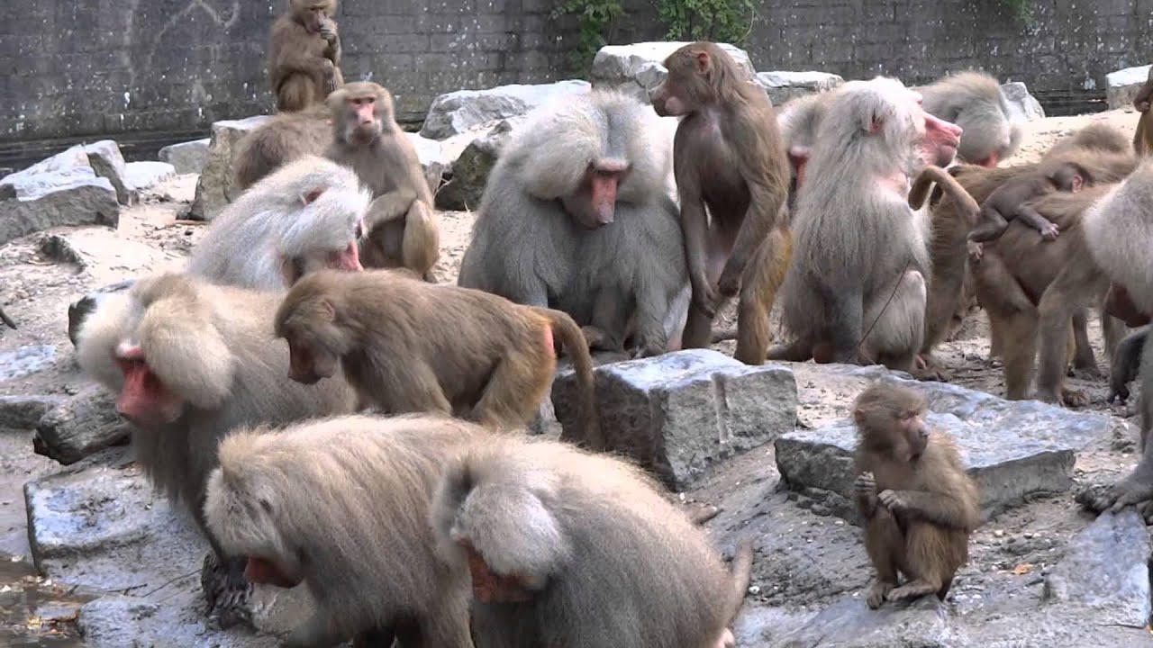 Baboon Feeding / Bavianen Voederen - YouTube