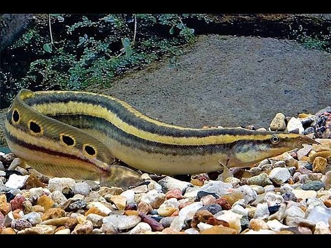 How to Take Care of a Peacock/Fire Eel - YouTube