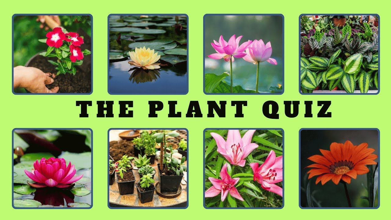 Quiz on plants | Plants quiz | #plants #generalknowledge # ...