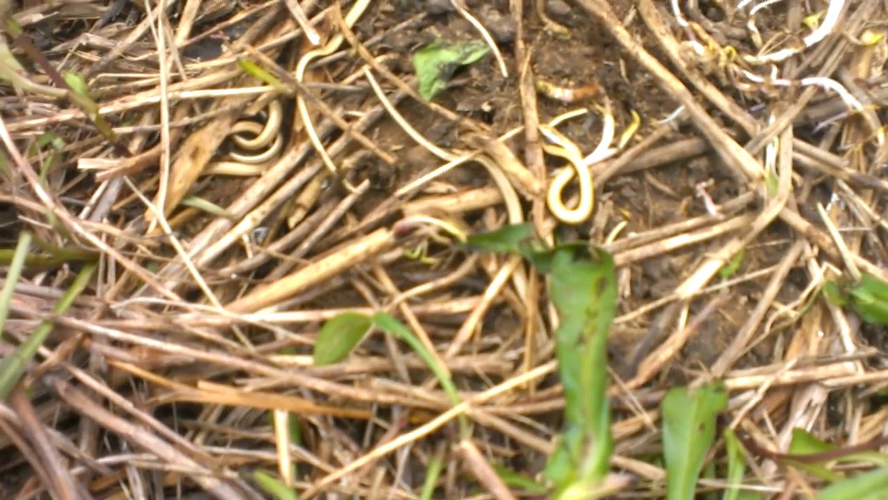 slow worms under stone - YouTube