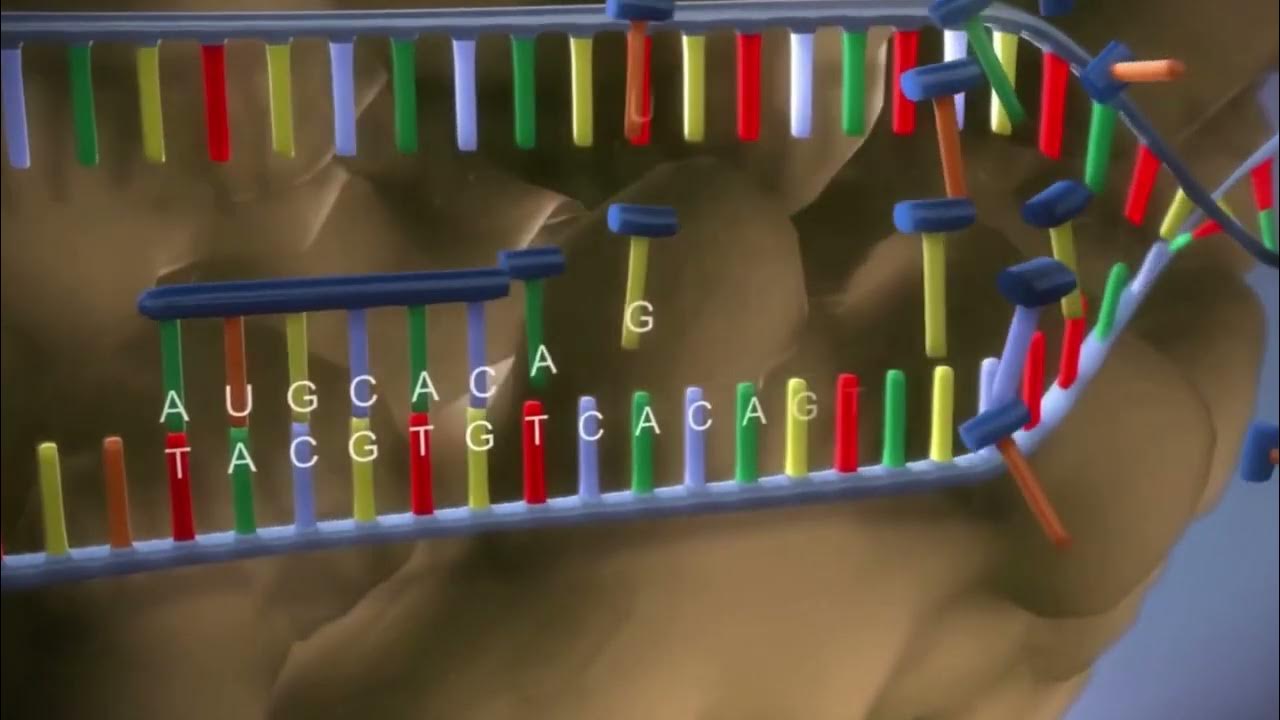 Genoma Humano, exposicion Grupo 9 - YouTube