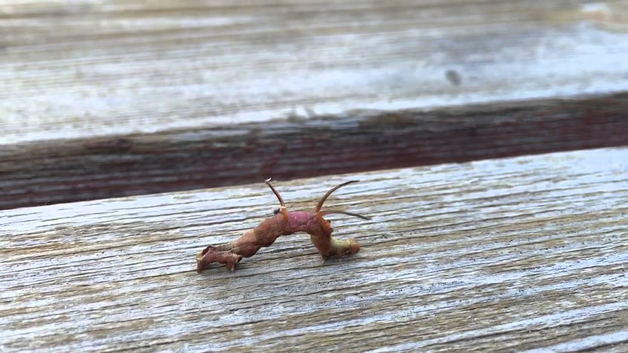 Horned Spanworm Moth Caterpillar (Nematocampa resistaria) - YouTube