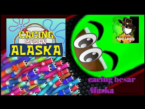 cacing besar Alaska - YouTube