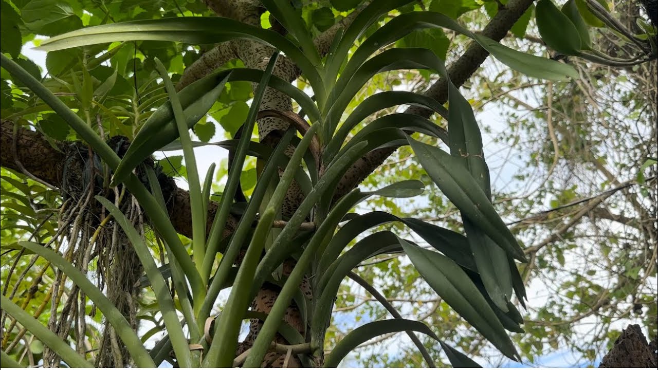 El Paraiso Updates || Vanda Luzonica || Vanda Merrillii || Rare Orchids ...