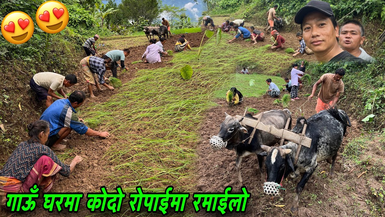 MILLET PLANTING IN VILLAGE NEPAL | KODO ROPNE TARIKA | PLOUGHING IN ...