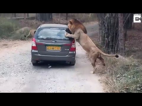 Leones atacan turistas mientra paseaban por área protegidas