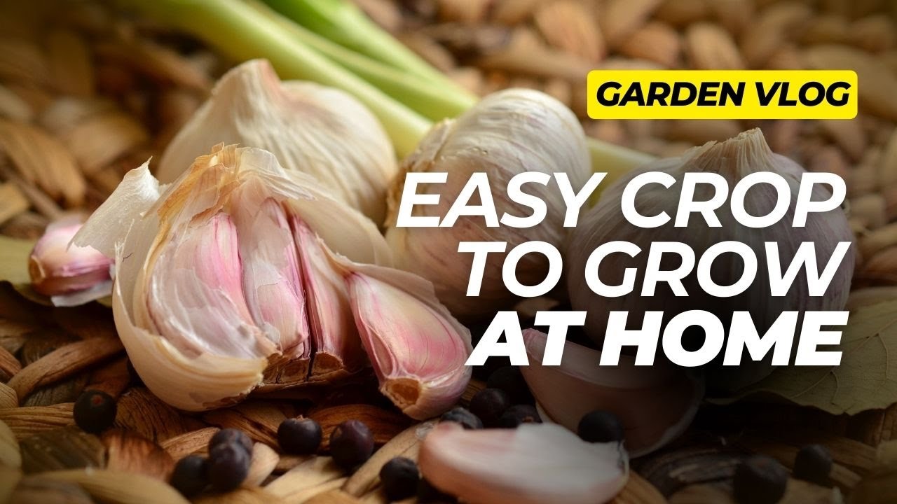 Easy Crop To Grow At Home - YouTube