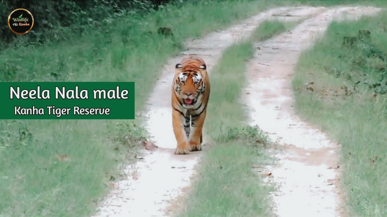 Neela-nala male // Kanha Tiger Reserve // octuber 2023 // #bigcats # ...