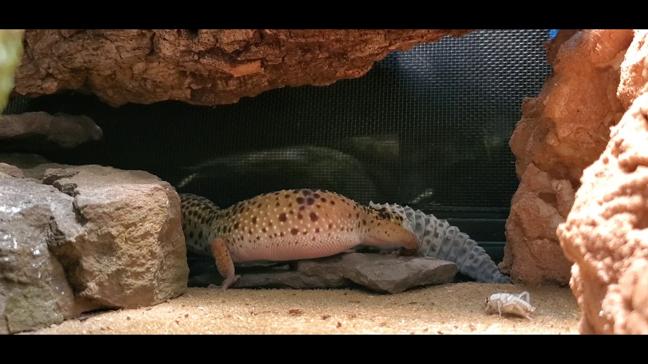 Leopard Gecko shedding (full process and eating the old skin) - YouTube