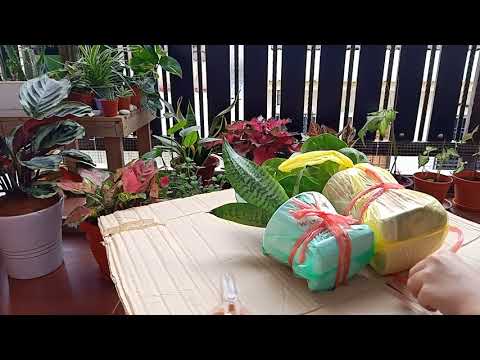 How To Pack Plant For Shipping 🚀 - YouTube