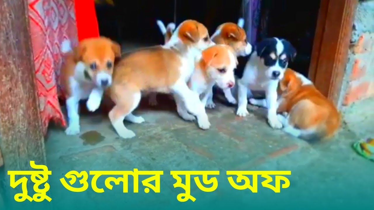 Indian dogs 🐕 puppy দুষ্টু গুলোর মুড অফ 6 piece baby dog || Indian ...