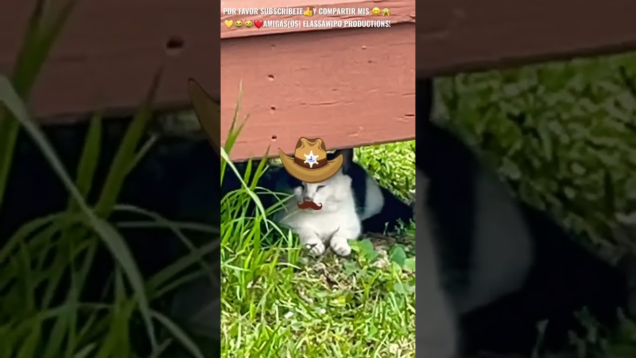 #GATO😸RANCHERO😆DIVIRTIENDOME CON ESTE FILTRO#CHISTOSO#mininos #felinos# ...