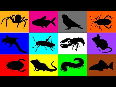 My Pets: Iguana, Mouse, Sugar Glider, Lovebird, Tarantula, Fish, Millipede, Grasshopper, Beetle