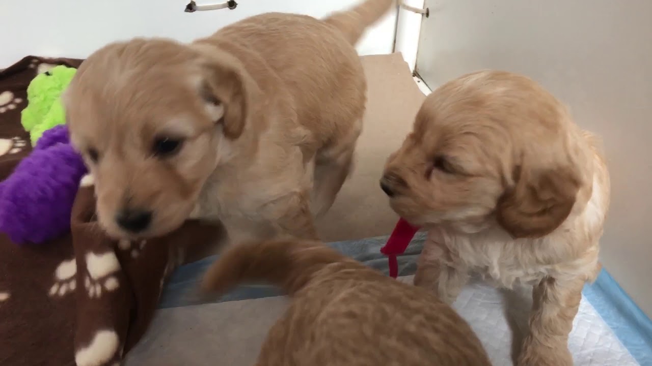 Sammy/Paddington F3 Mini Goldendoodle puppies 4 wks - YouTube