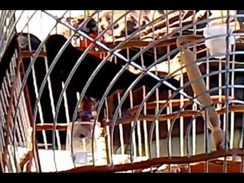 mon picolette de sinnamary - YouTube