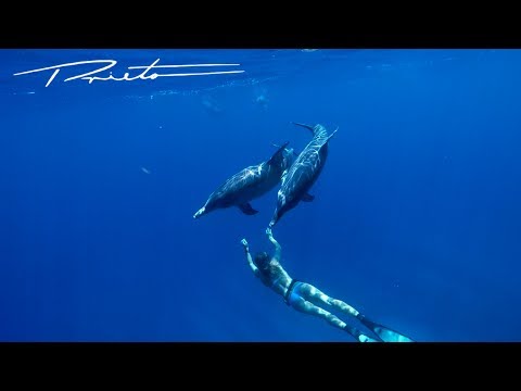 FREE DIVING with Dolphins 45 MILES TO FIND THEM HD - YouTube