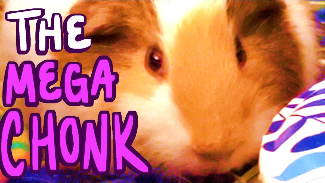 Heidi being the Mega Chonk 🍔 - YouTube