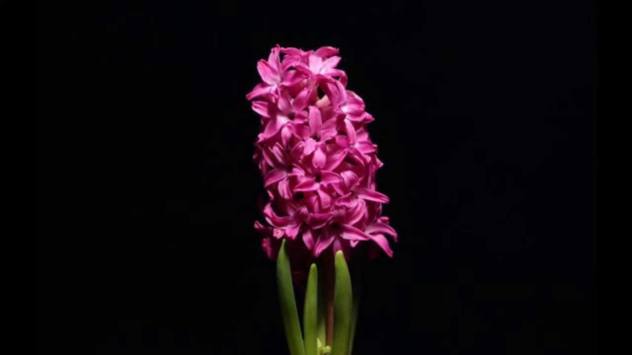 Hyacinthus orientalis 2 - YouTube