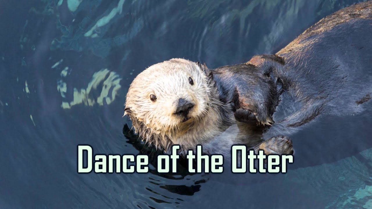 TeknoAXE's Royalty Free Music - Dance of the Otter -- Comedy/Trailer ...