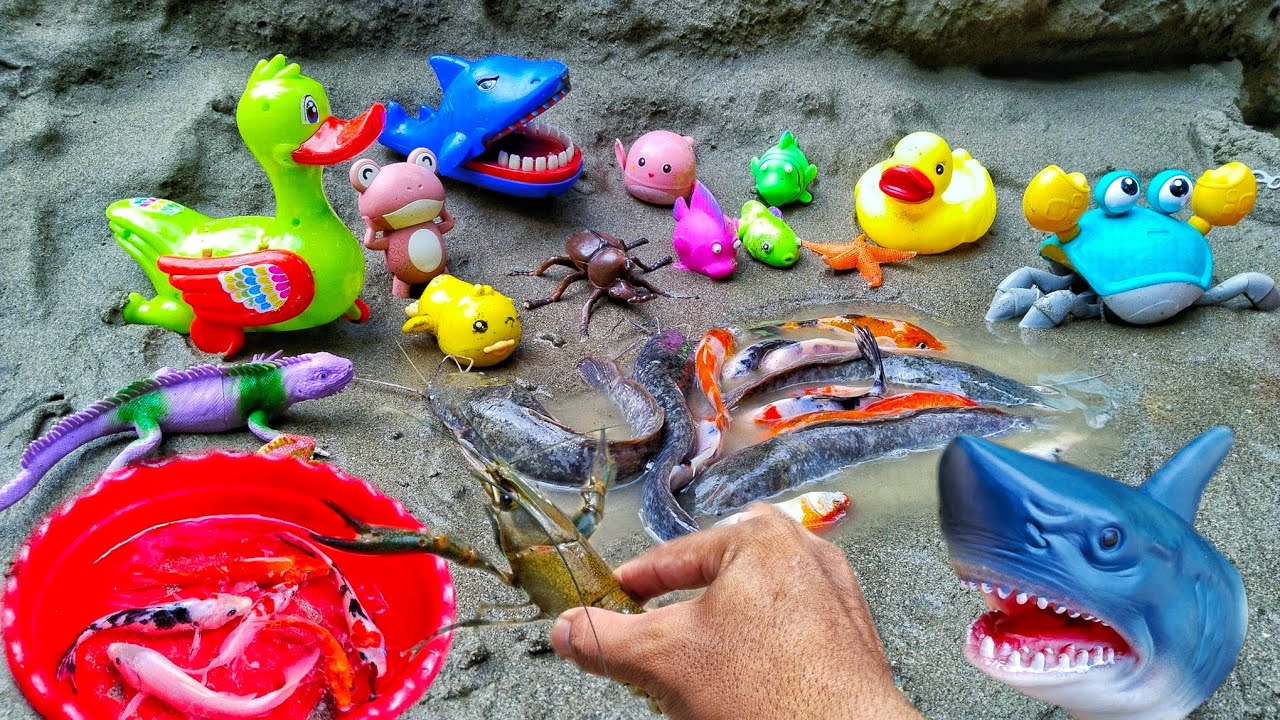 Real sharks catch real lobsters in rivers,catfish,turtles,koi fish ...