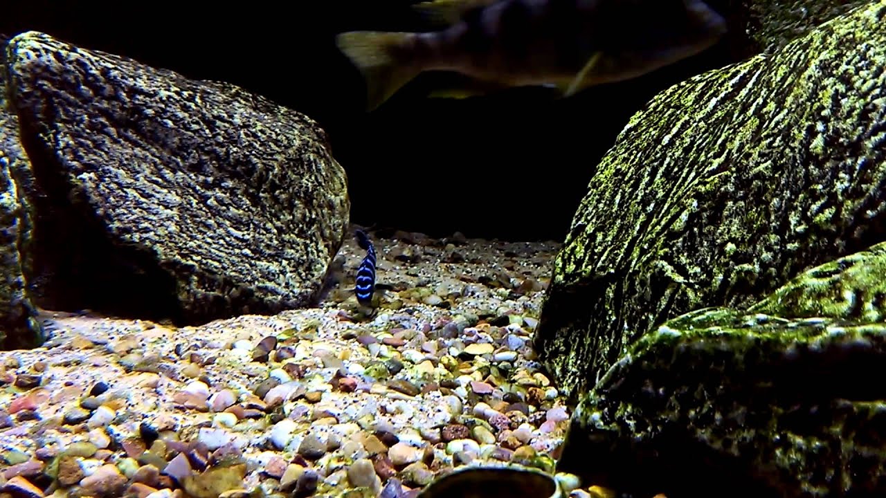 Wild Ps. Demasoni picking at the algae - YouTube