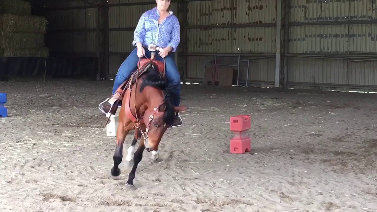 FOR SALE: QH/ASH gelding (Acres Destiny progeny) - YouTube