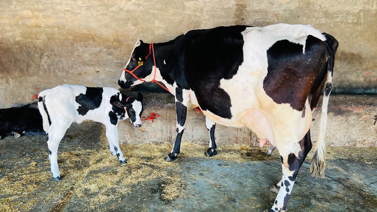 Milking Cows On A Small Family Dairy Farm - YouTube