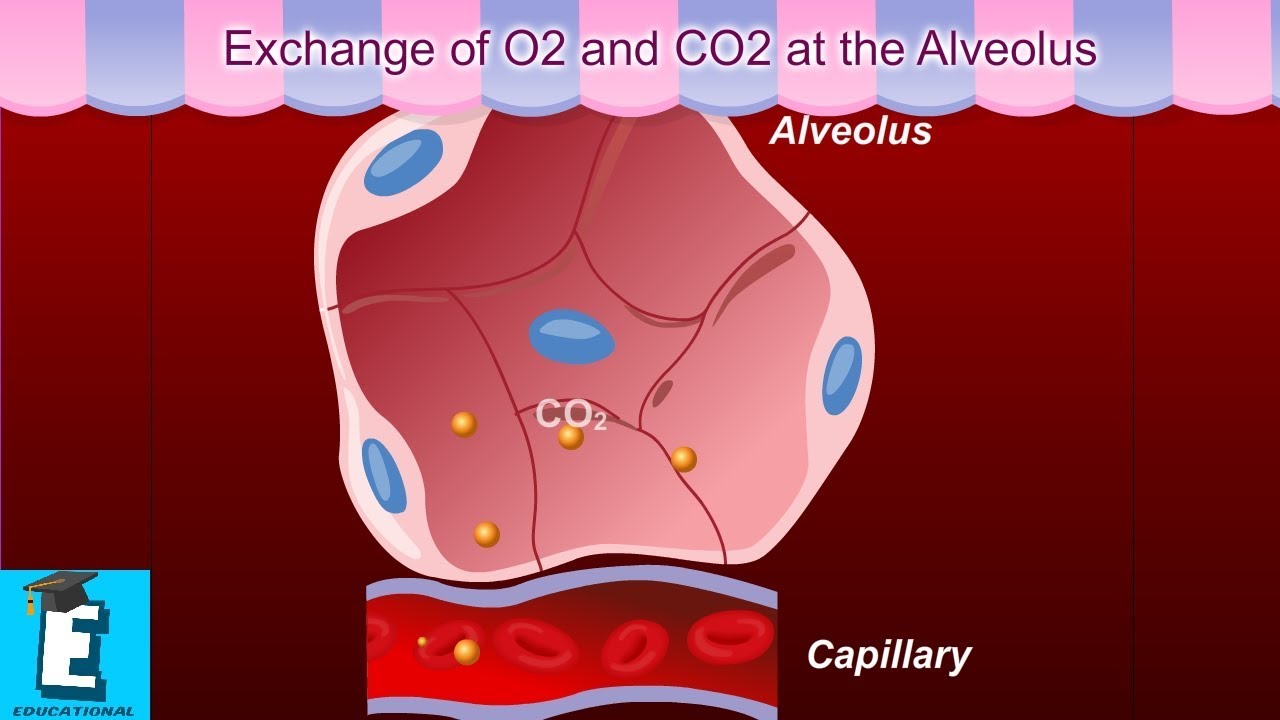 Exchange of O2 and CO2 at the Alveolus Learn for Children and Kids ...