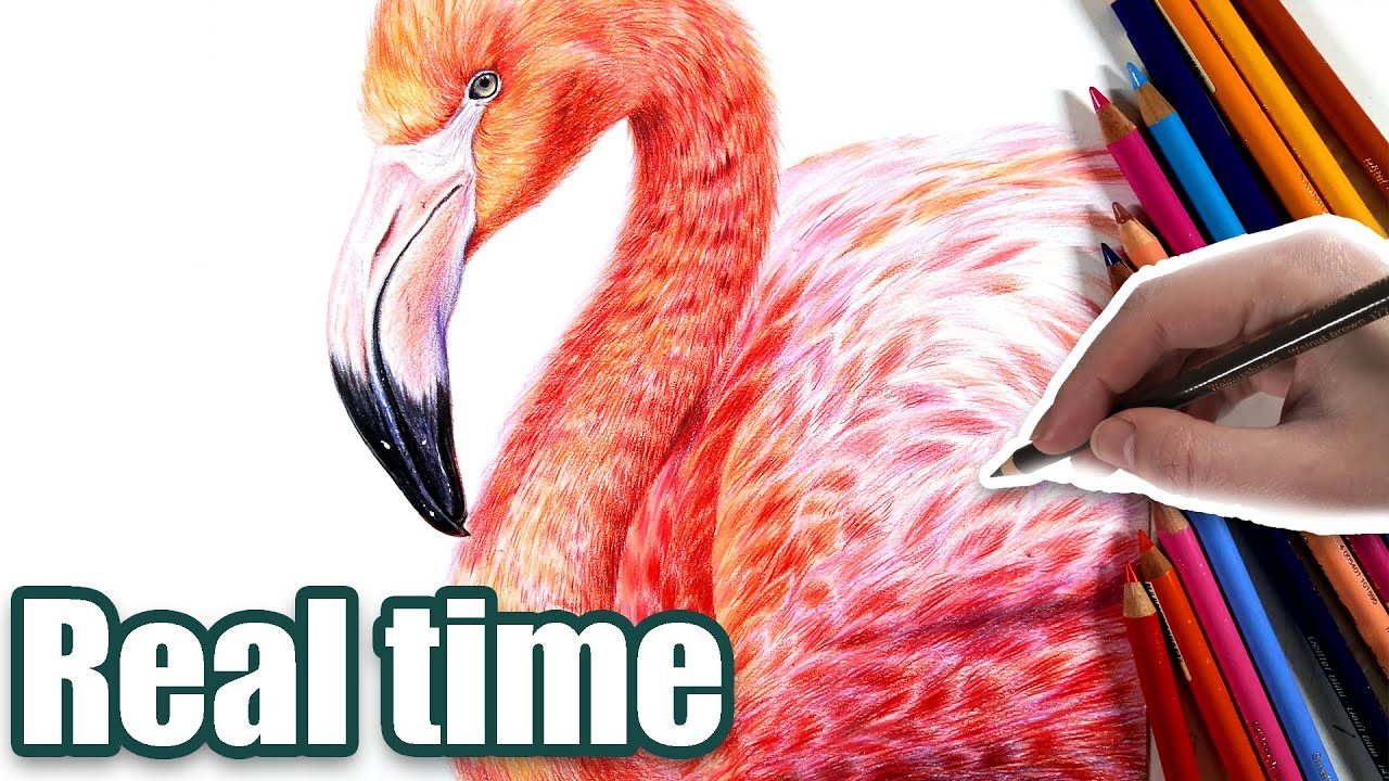 How to draw FEATHERS in Colored pencil! | REAL TIME - YouTube