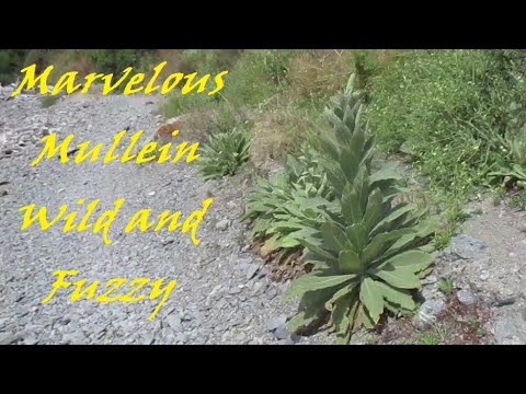Marvelous Mullein Wild and Fuzzy - Verbascum thapsus - YouTube
