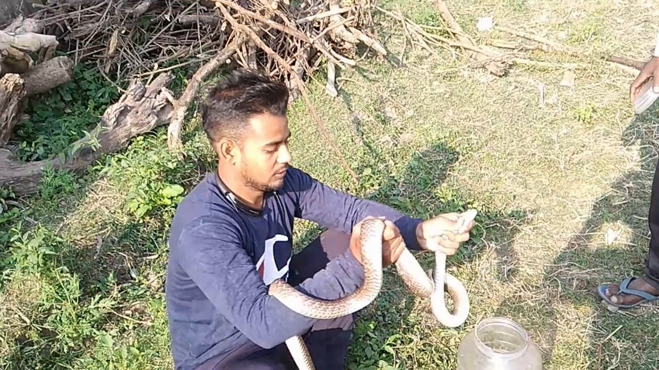 6 fit Snake आया धूप का आनंद लेने#वहा के लोगो को पसन्द नही आया# ...