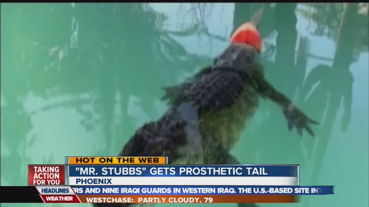 Gator gets prosthetic tail - YouTube
