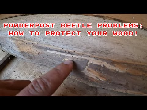Do Powderpost Beetles Bite Humans